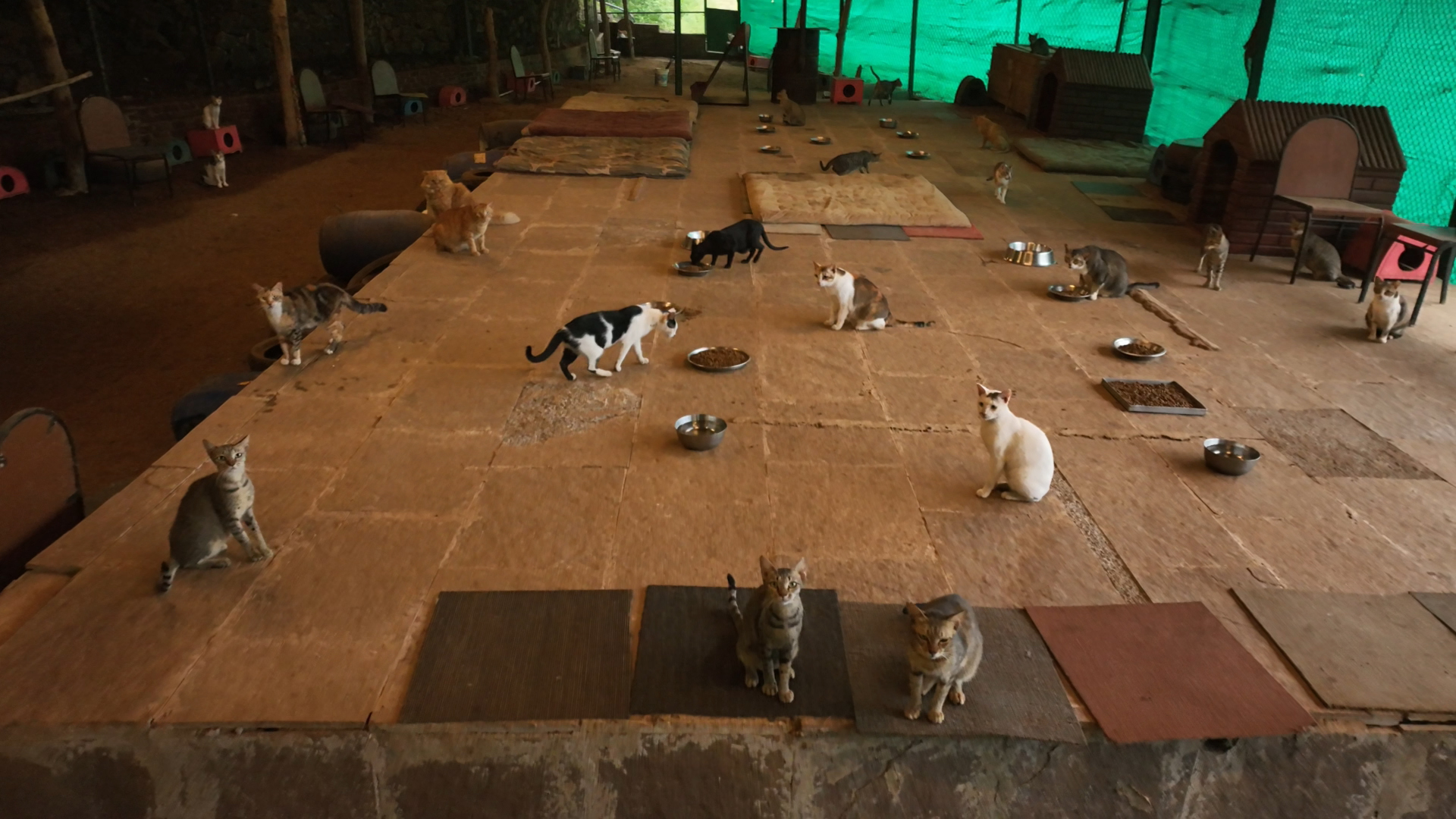 Join Us in Building the Kolad Animal Sanctuary – Animal Matter To Me